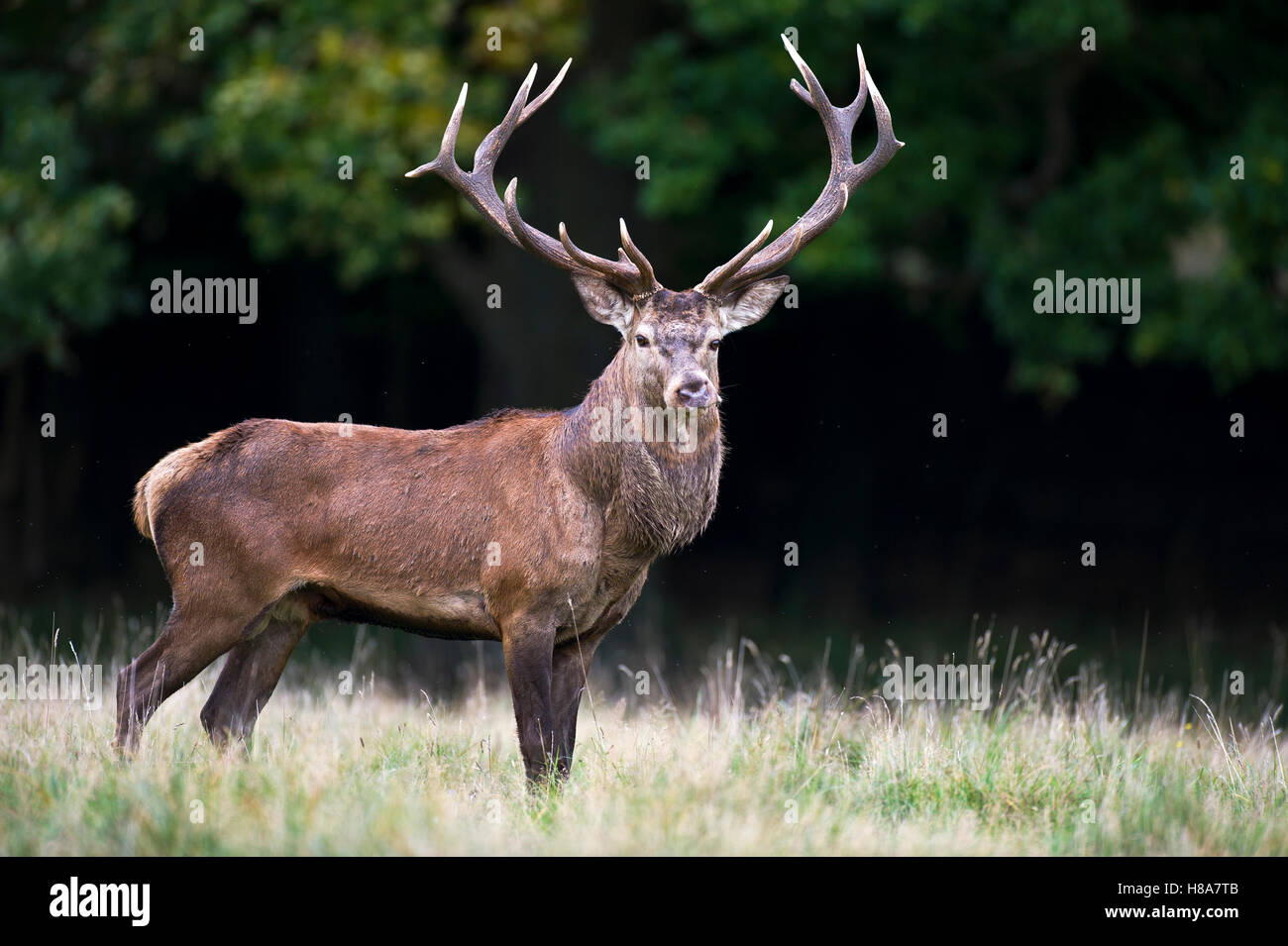 Red Deer (Cervus elaphus) stag, Kopenhagen, Denmark Stock Photo - Alamy