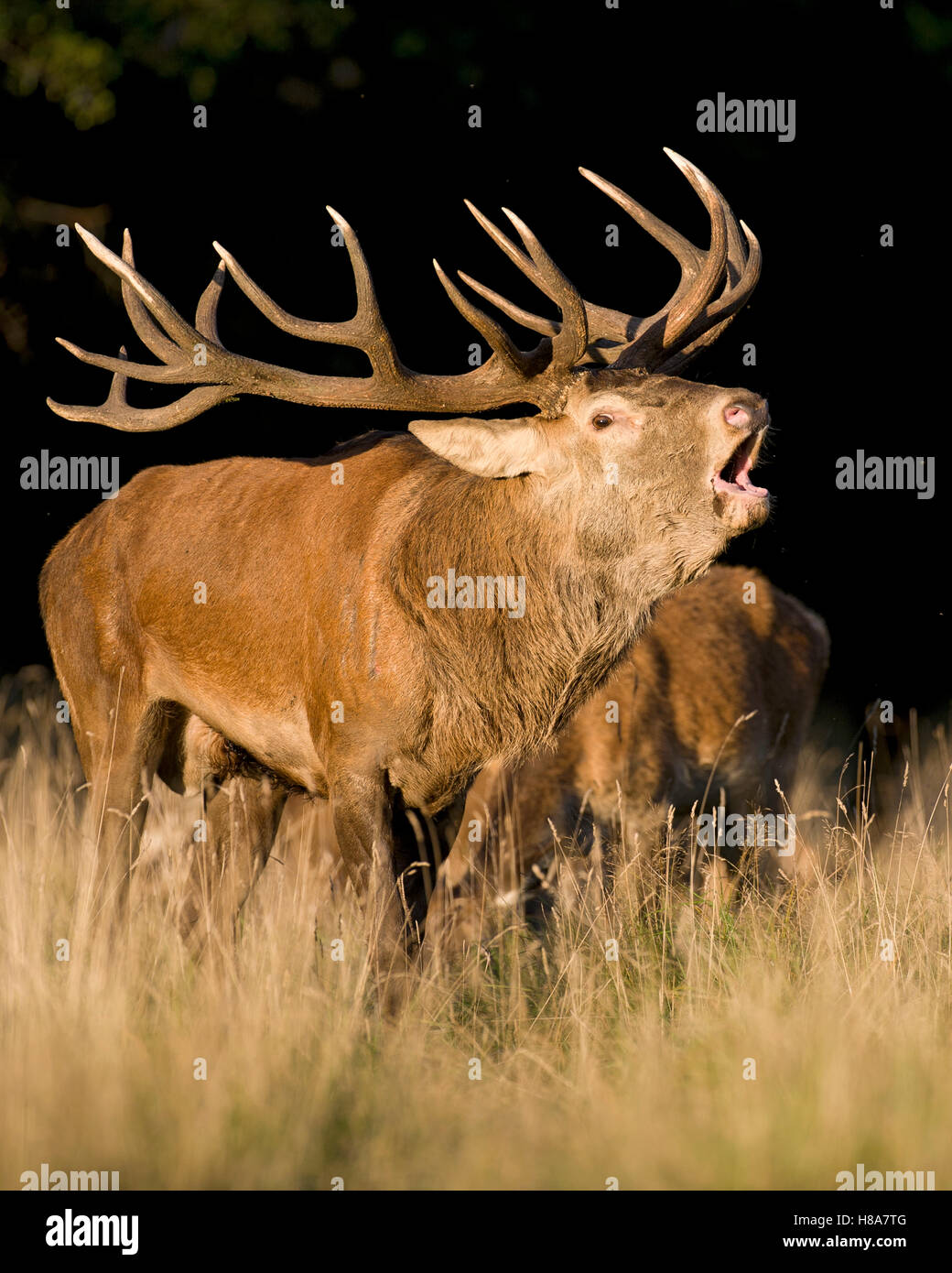 Red Deer (Cervus elaphus) stag bellowing, Kopenhagen, Denmark Stock ...