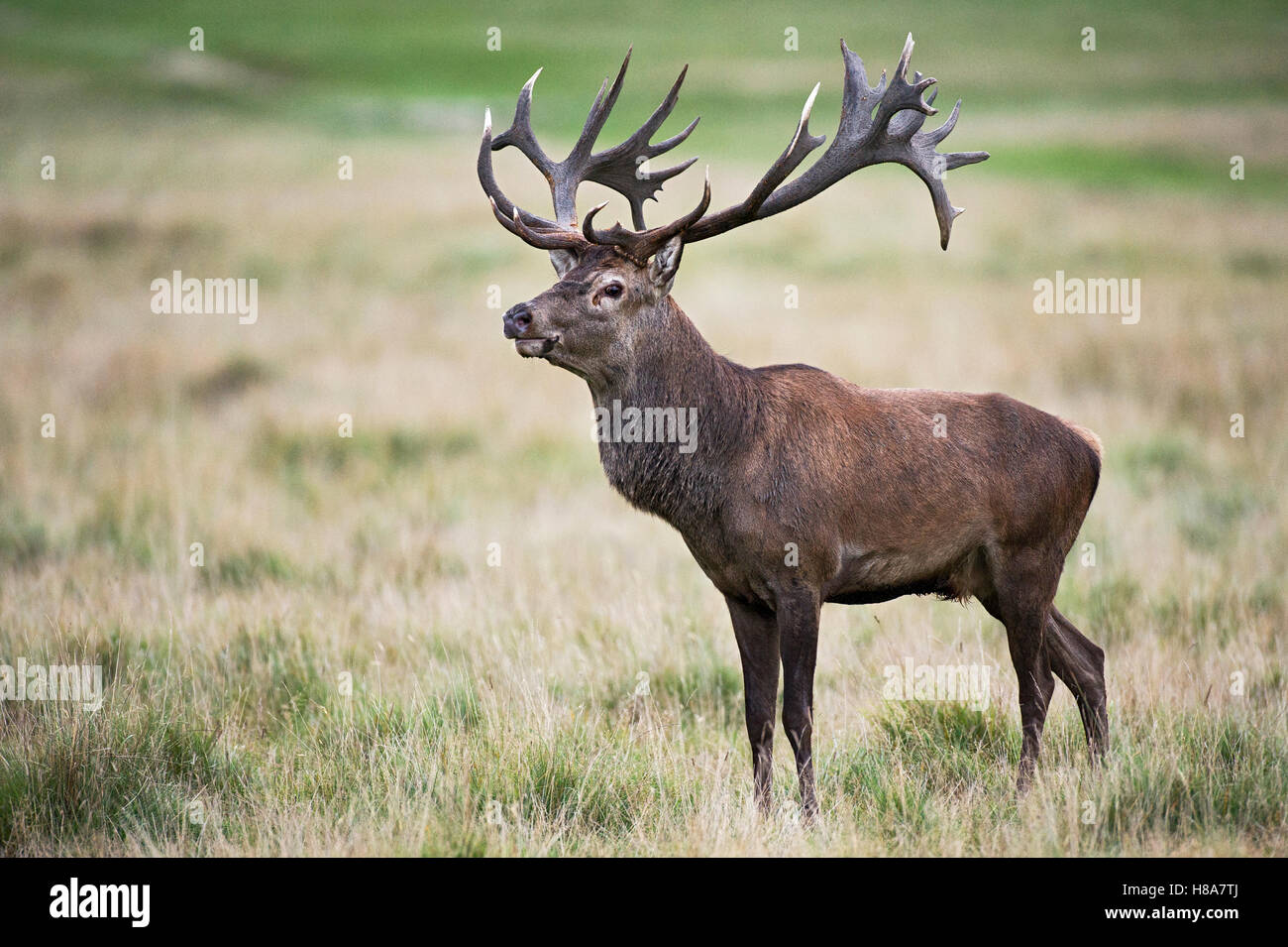Red Deer (Cervus elaphus) stag, Kopenhagen, Denmark Stock Photo - Alamy