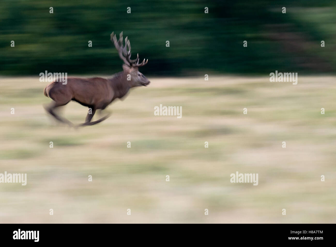 Red Deer (Cervus elaphus) stag running, Kopenhagen, Denmark Stock Photo ...