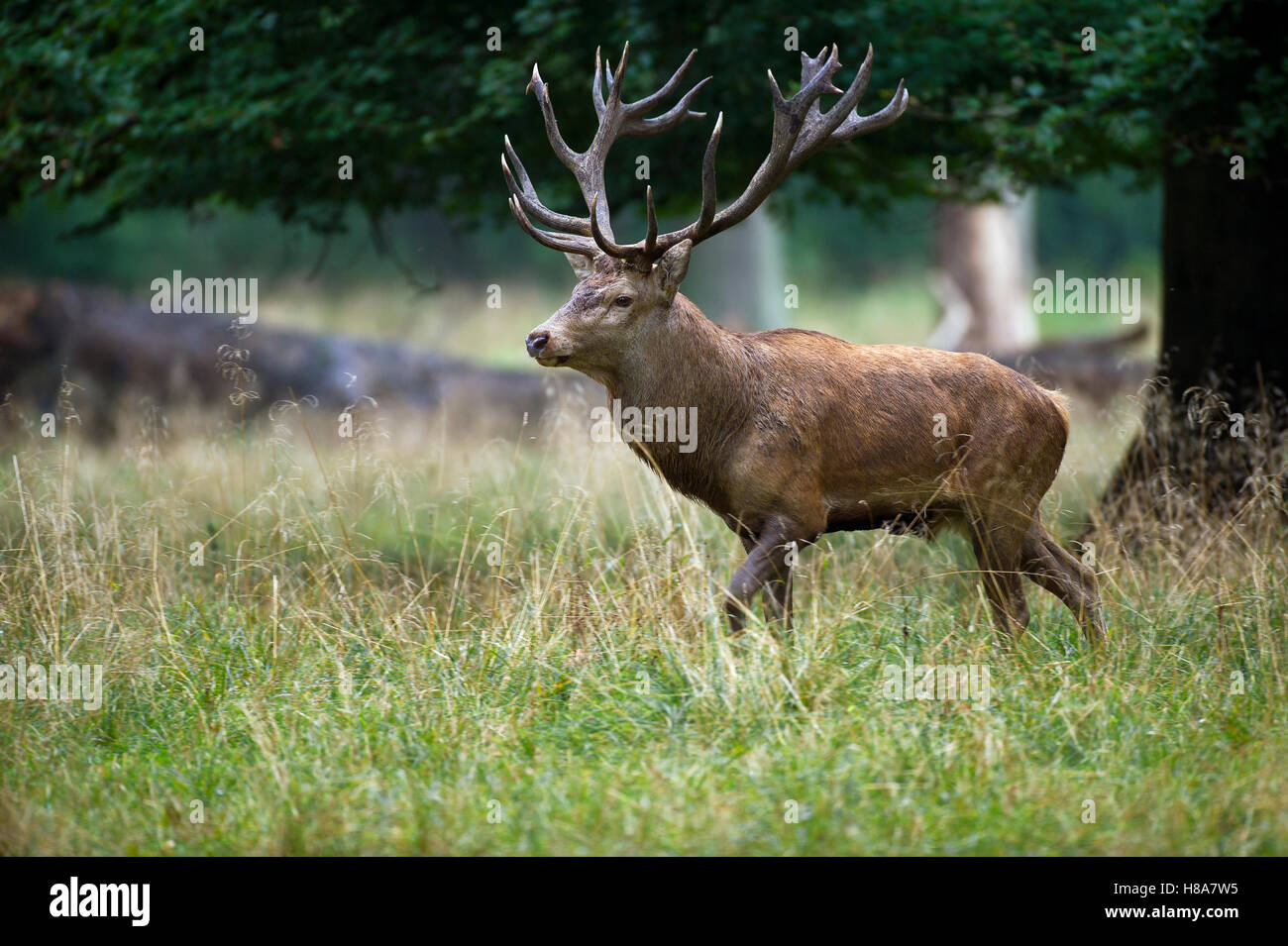 Red Deer (Cervus elaphus) stag, Kopenhagen, Denmark Stock Photo - Alamy