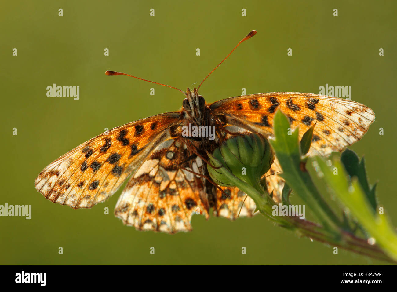 Weaver's Fritillary (Clossiana dia), Saint-Jory-las-Bloux, Dordogne ...