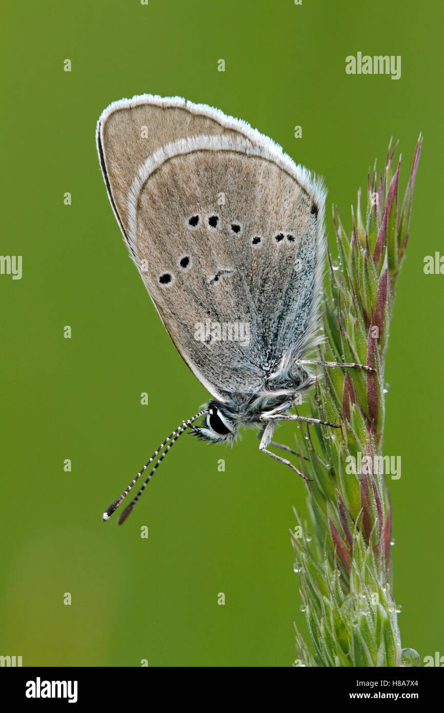 Mazarine Blue (Cyaniris semiargus) butterfly on grass, Saint-Jory-las ...