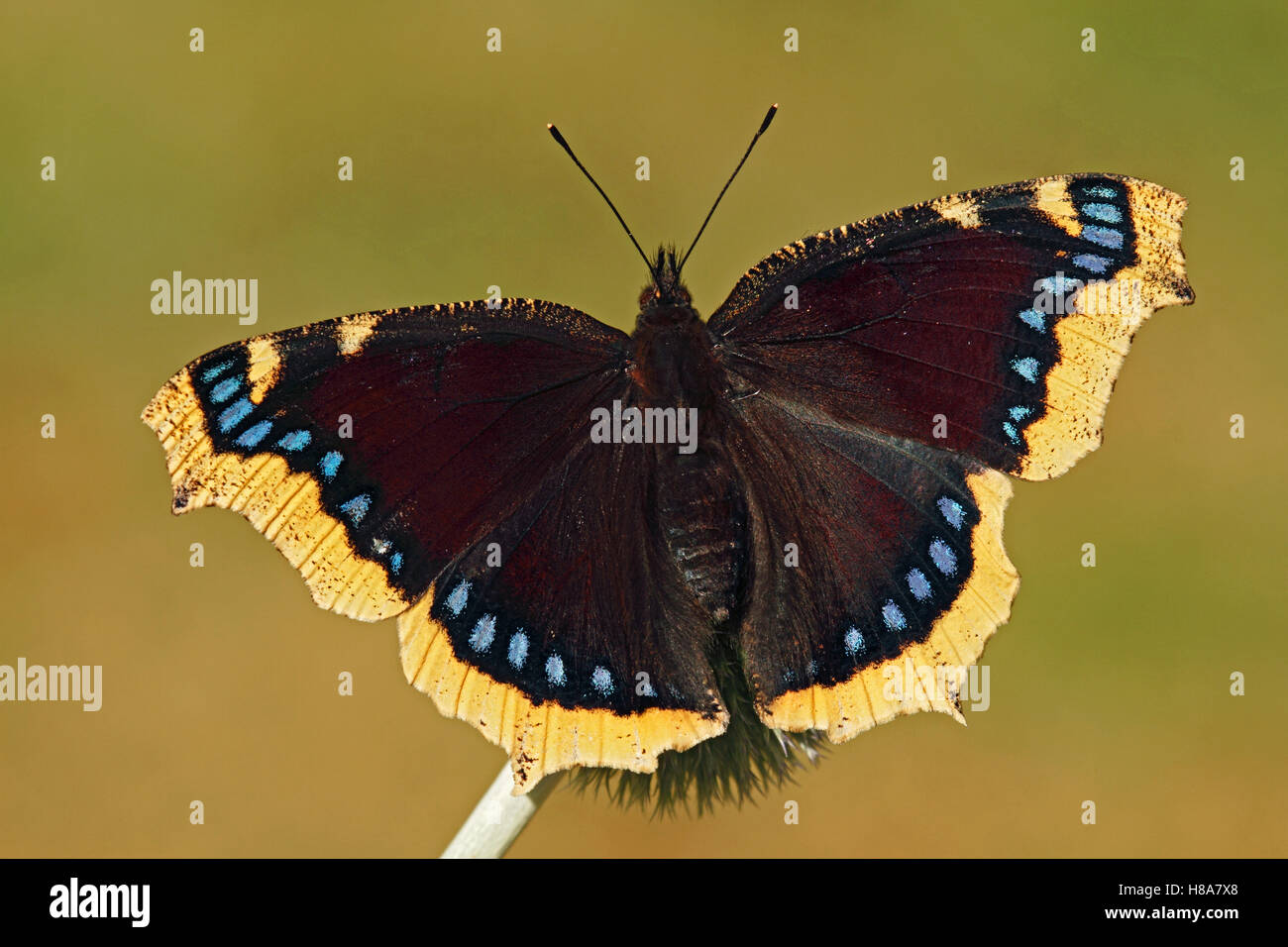 Mourning Cloak (Nymphalis antiopa) butterfly with open wings ...