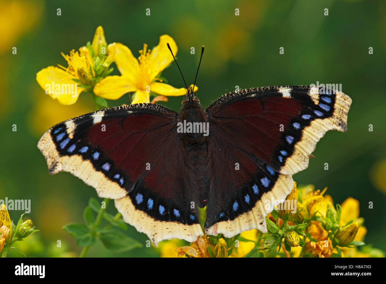 Mourning Cloak (Nymphalis antiopa), Netherlands Stock Photo - Alamy