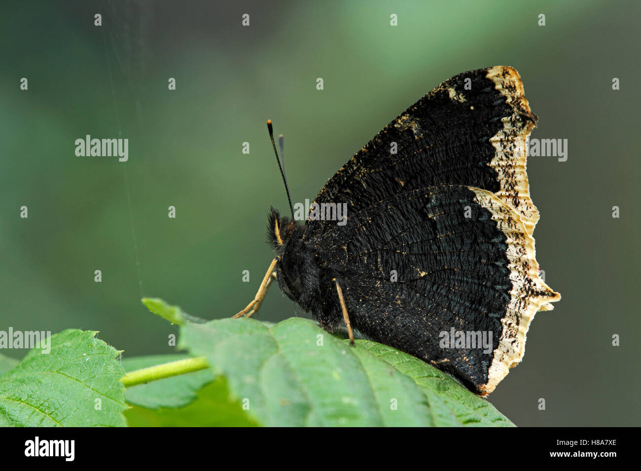 Mourning Cloak (Nymphalis antiopa) resting on leaf, Netherlands Stock ...