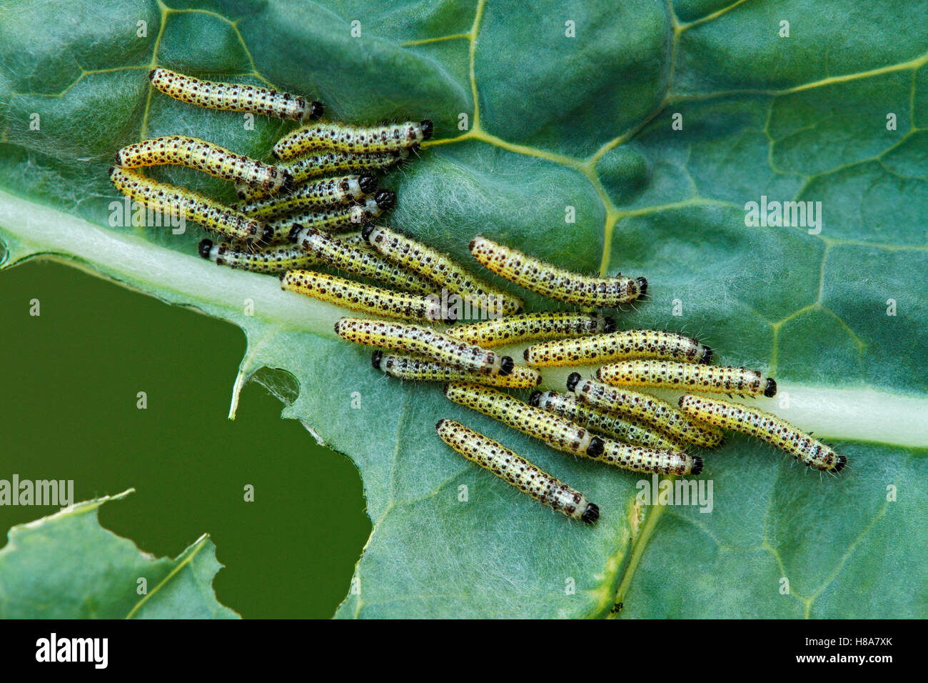 Cabbage Butterfly (Pieris brassicae) caterpillars feeding on cabbage ...