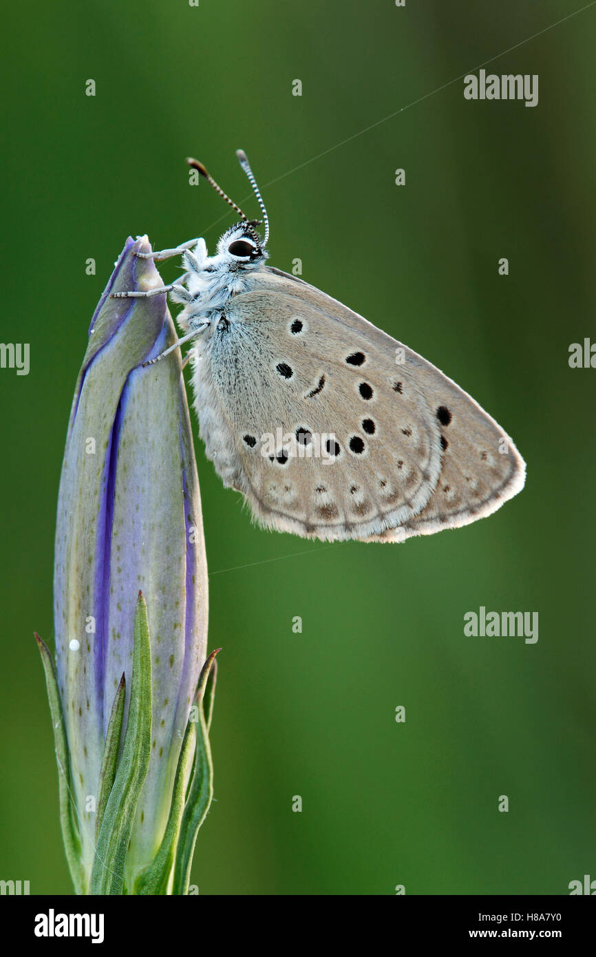 Alcon Blue (Maculinea alcon) butterfly resting on Gentian (Gentiana sp ...