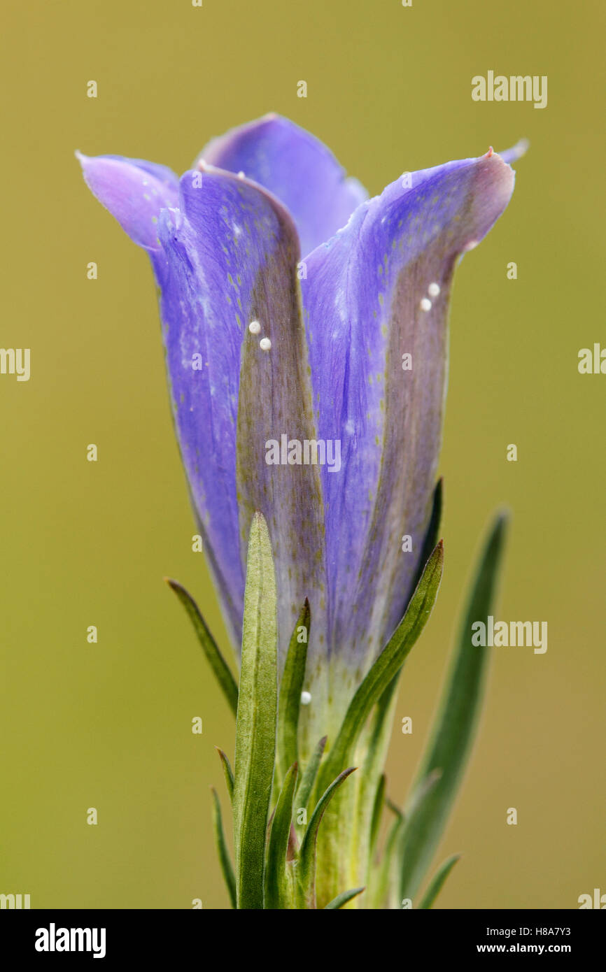 Alcon Blue (Maculinea alcon) eggs on flower of Gentian (Gentiana sp ...