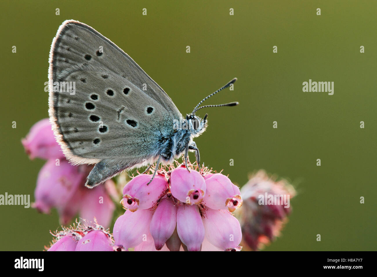 Alcon Blue (Maculinea alcon) butterfly on Cross-leaved Heath (Erica ...