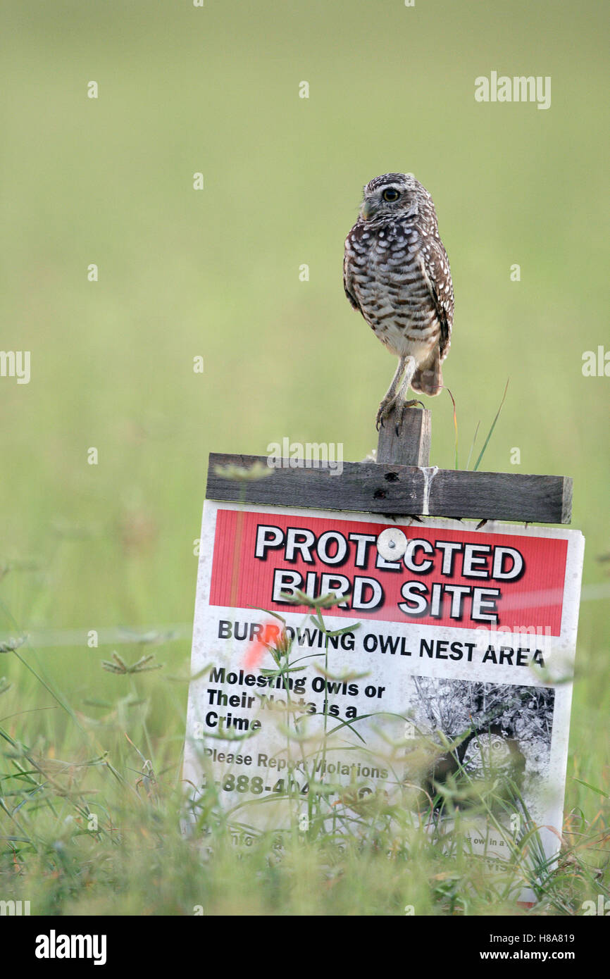 Burrowing Owl (Athene cunicularia) perched on a warning sign, Florida ...