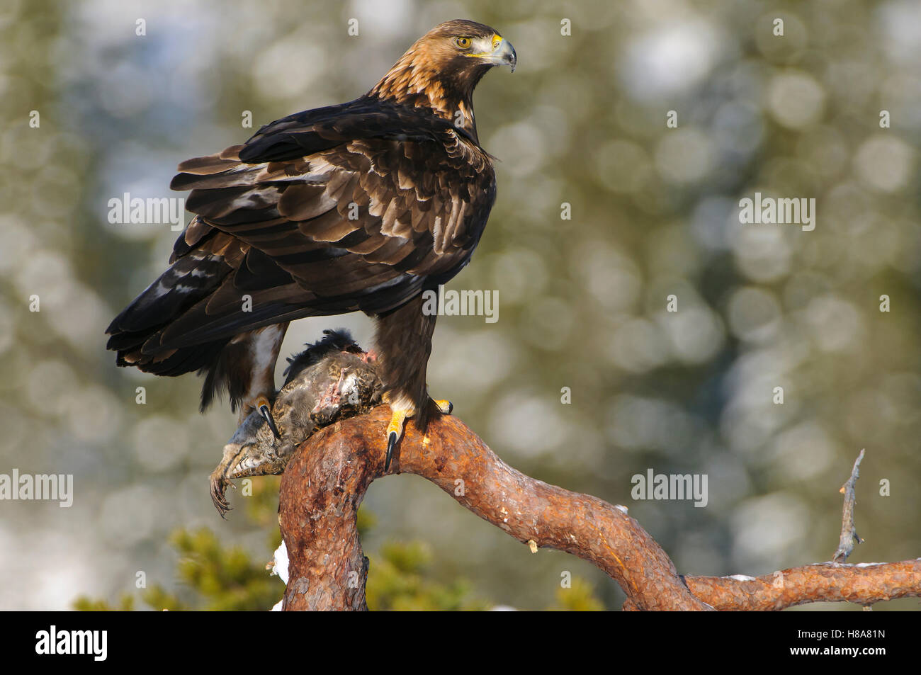 Golden Eagle (Aquila chrysaetos) holding bird kill on branch, Lauvsnes ...