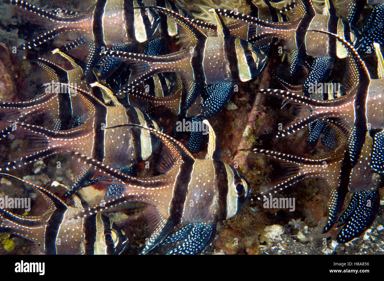 Bangaii Cardinalfish (Pterapogon kauderni) school, Lembeh, Sulawesi ...