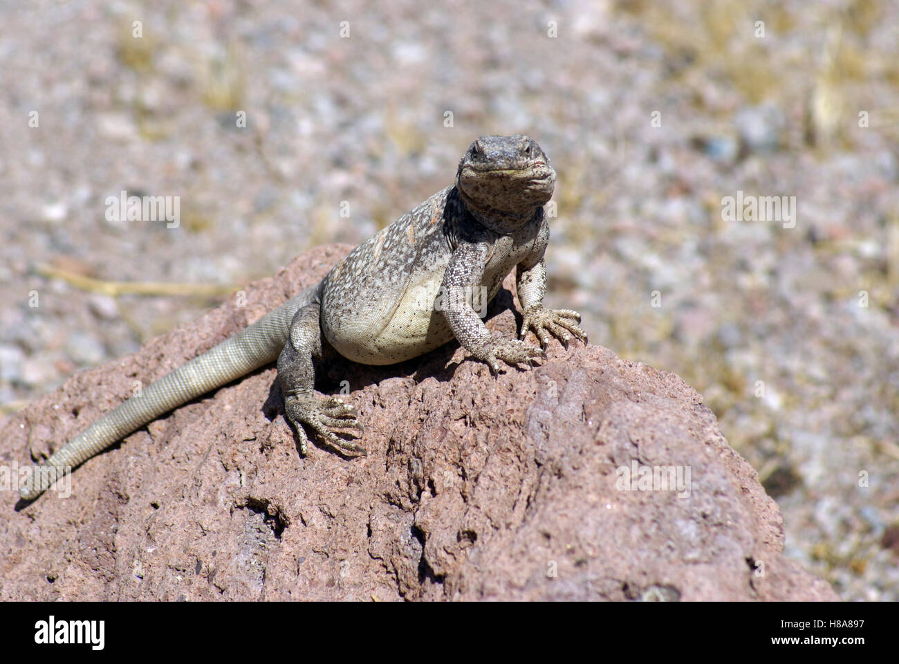 Desert lizard hi-res stock photography and images - Alamy