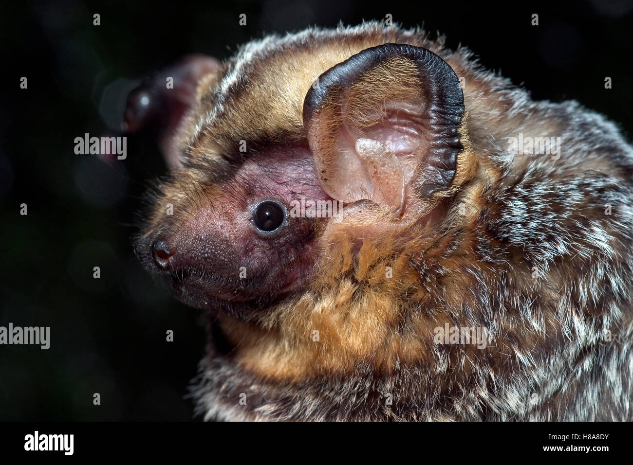 Hoary Bat (Lasiurus cinereus) male portrait, northern Oregon Stock ...