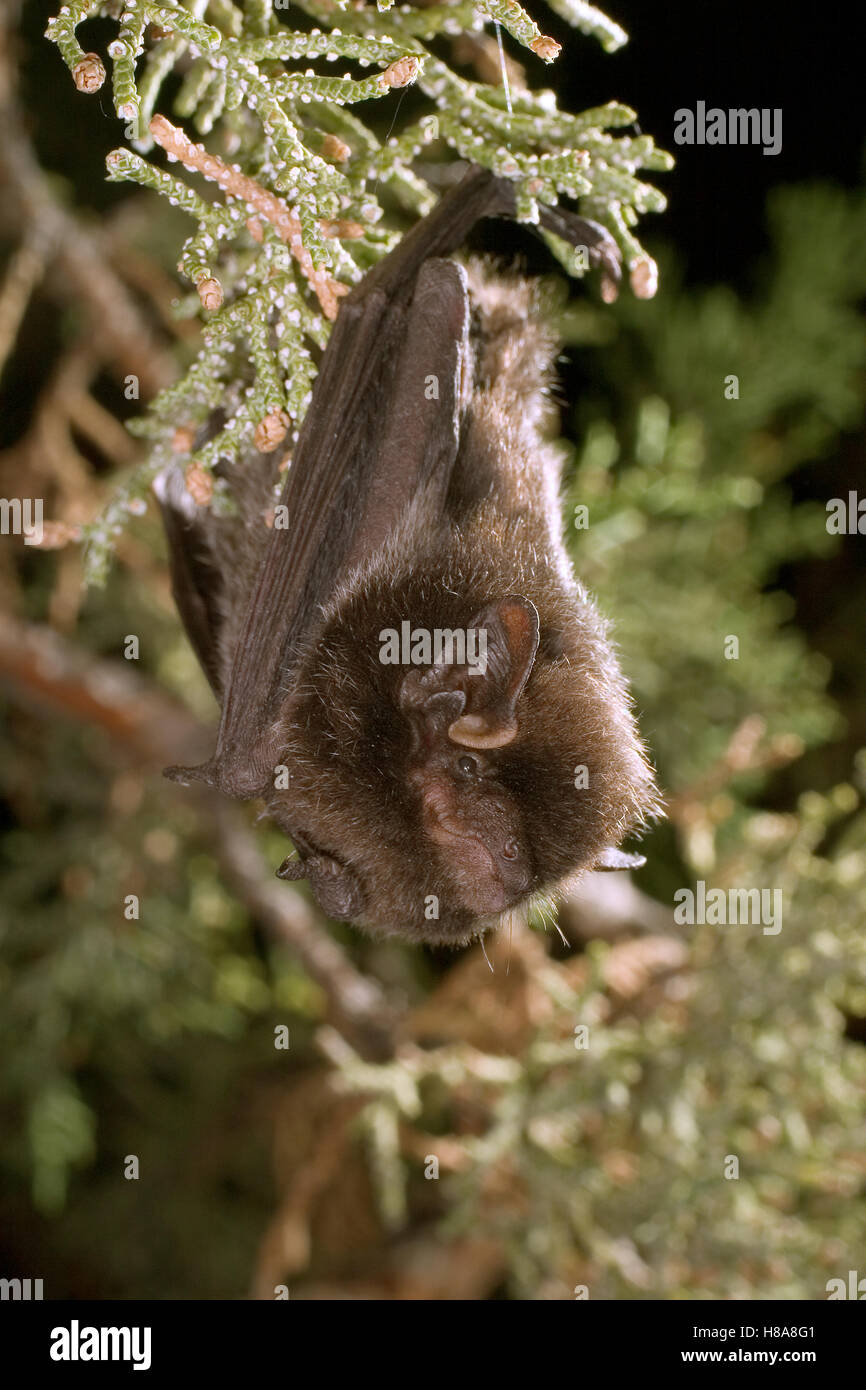 Silver-haired Bat (Lasionycteris noctivagans) roosting in Juniper tree ...