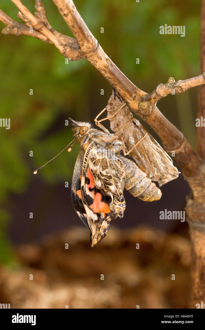 Painted Lady (Vanessa cardui) butterfly freshly emerged from its ...