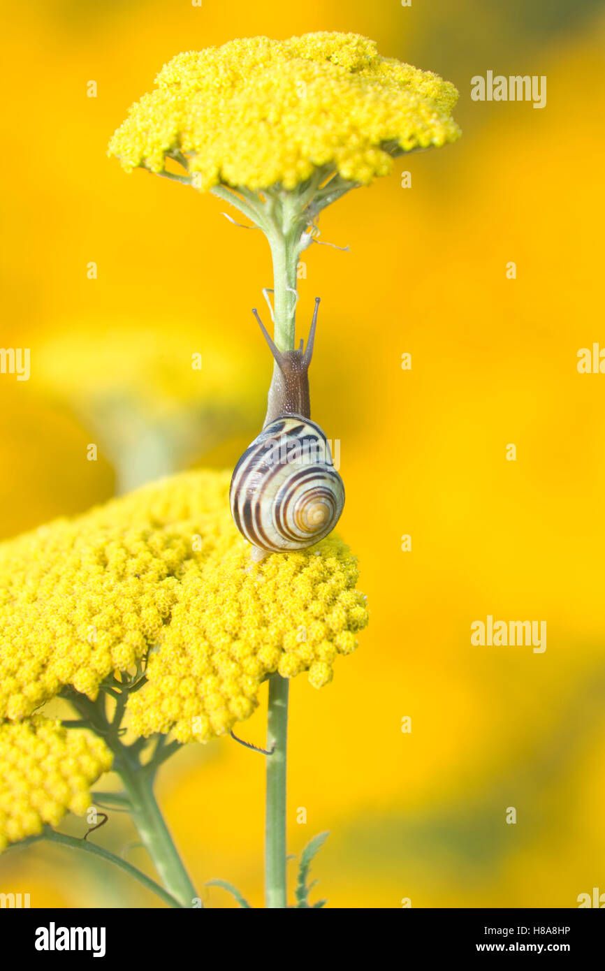 Flower and snail hi-res stock photography and images - Alamy