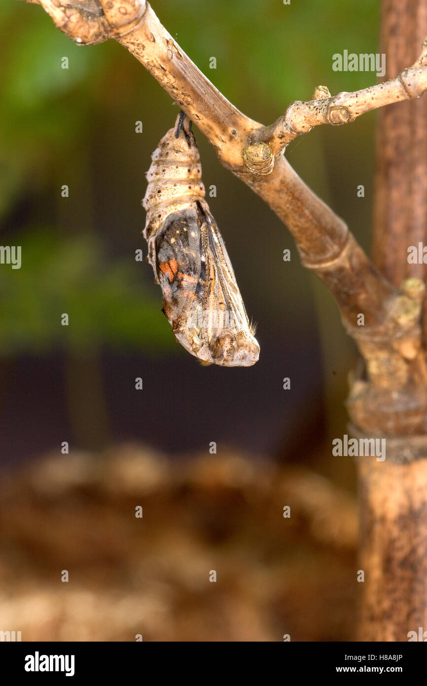 Painted Lady (Vanessa cardui) butterfly chrysalis becoming transparent ...
