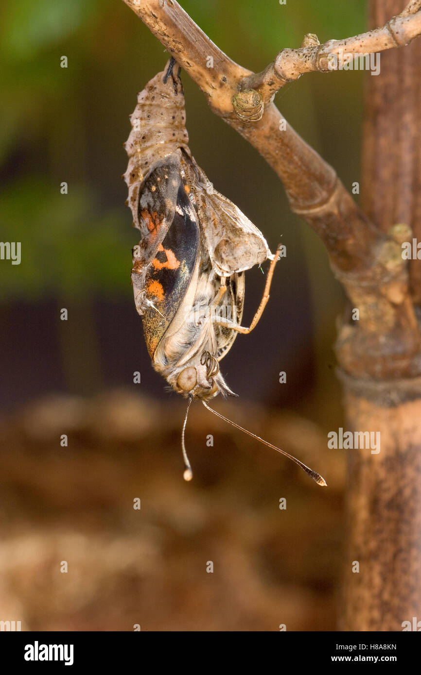 Painted Lady (Vanessa cardui) butterfly, emerging from its chrysalis ...