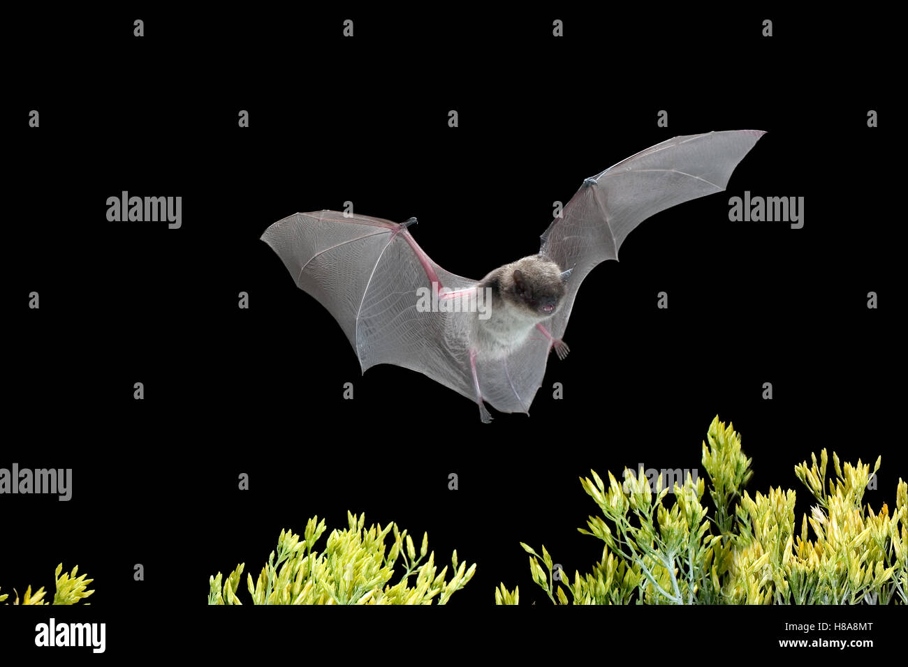 Yuma Myotis (Myotis yumanensis) bat, male flying over rabbit brush in ...