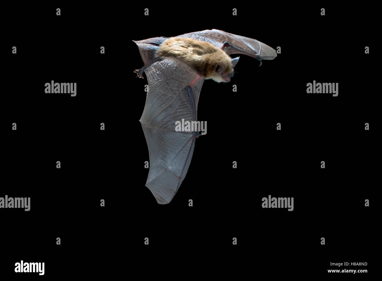 Yuma Myotis (Myotis yumanensis) bat, female flying, Drake Creek, Lake ...