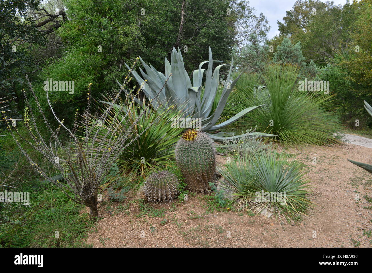 Cactus at a Botanical gardens in Texas Stock Photo - Alamy