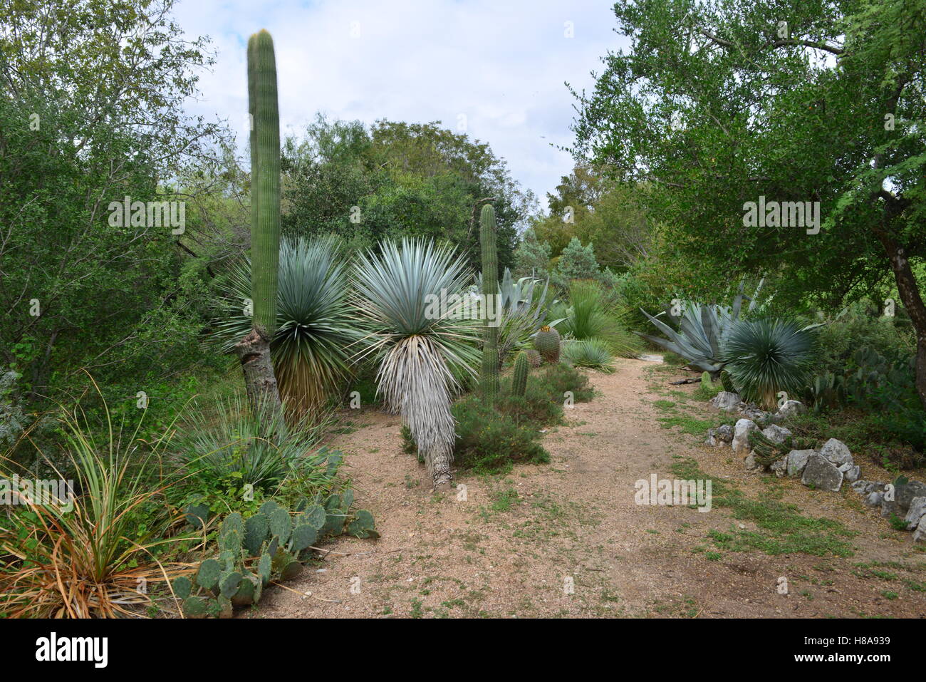 Cactus at a Botanical gardens in Texas Stock Photo - Alamy