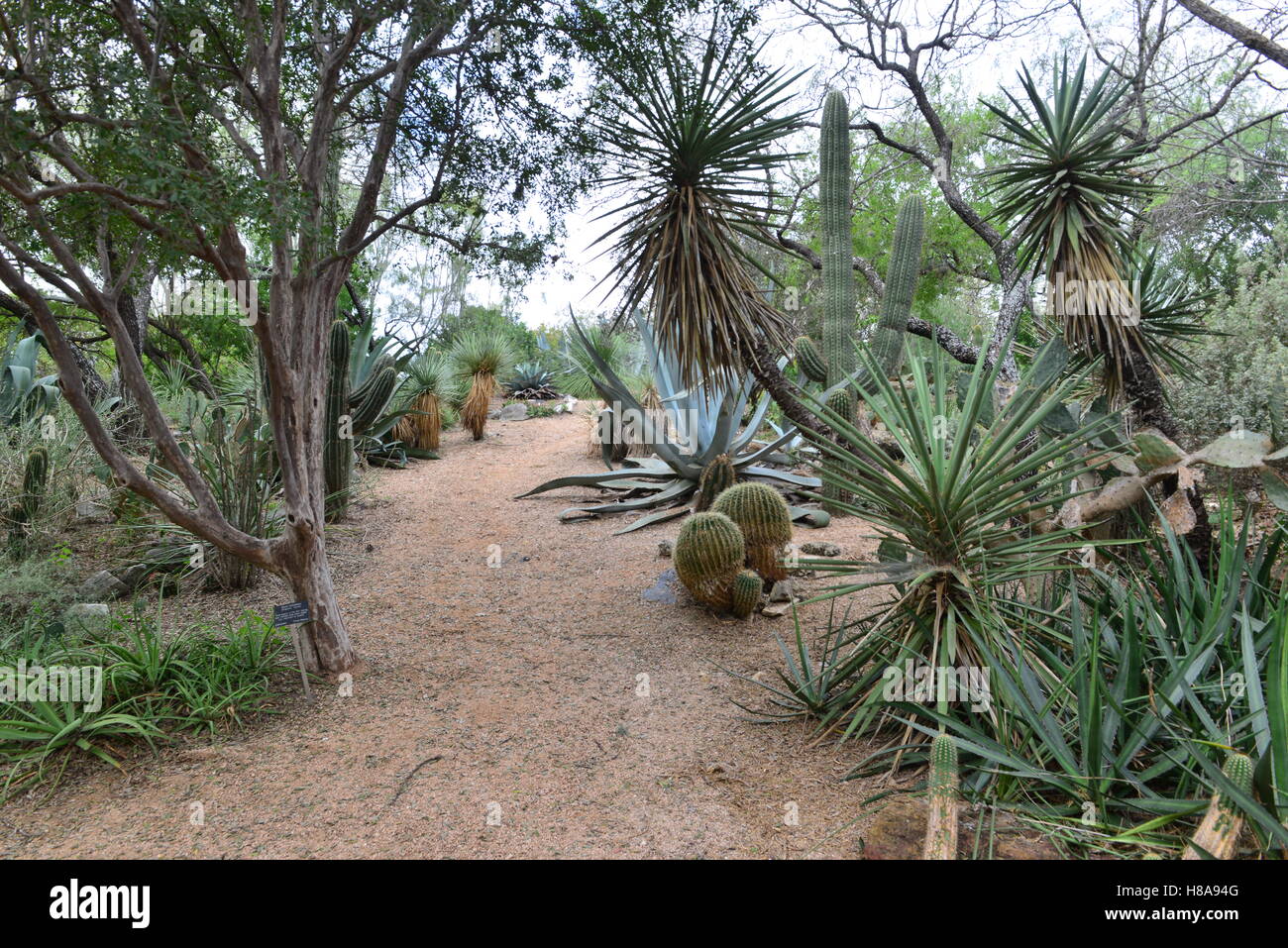 Cactus at a Botanical gardens in Texas Stock Photo - Alamy