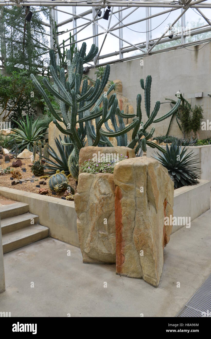 Cactus at a Botanical gardens in Texas Stock Photo - Alamy