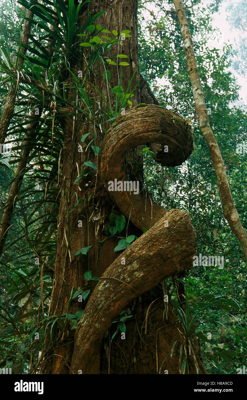 Twisting lianas in primary rainforest, Tanjung Puting National Park ...