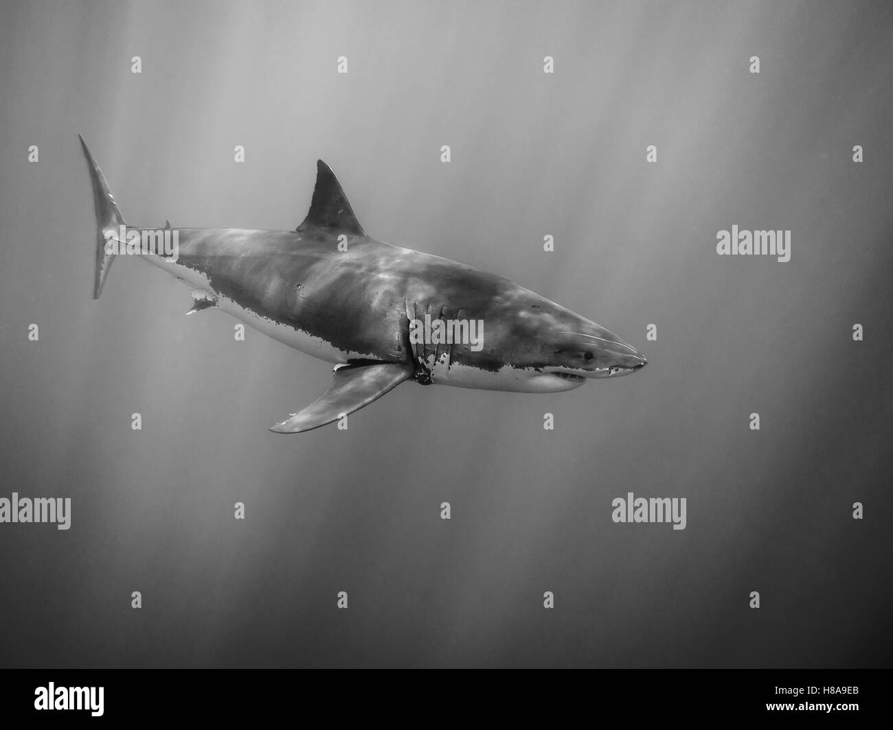 Great white shark Black and White Stock Photos & Images - Alamy
