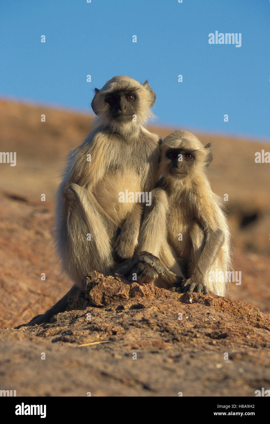 Hanuman Langur (Semnopithecus entellus) pair of juveniles, India Stock ...