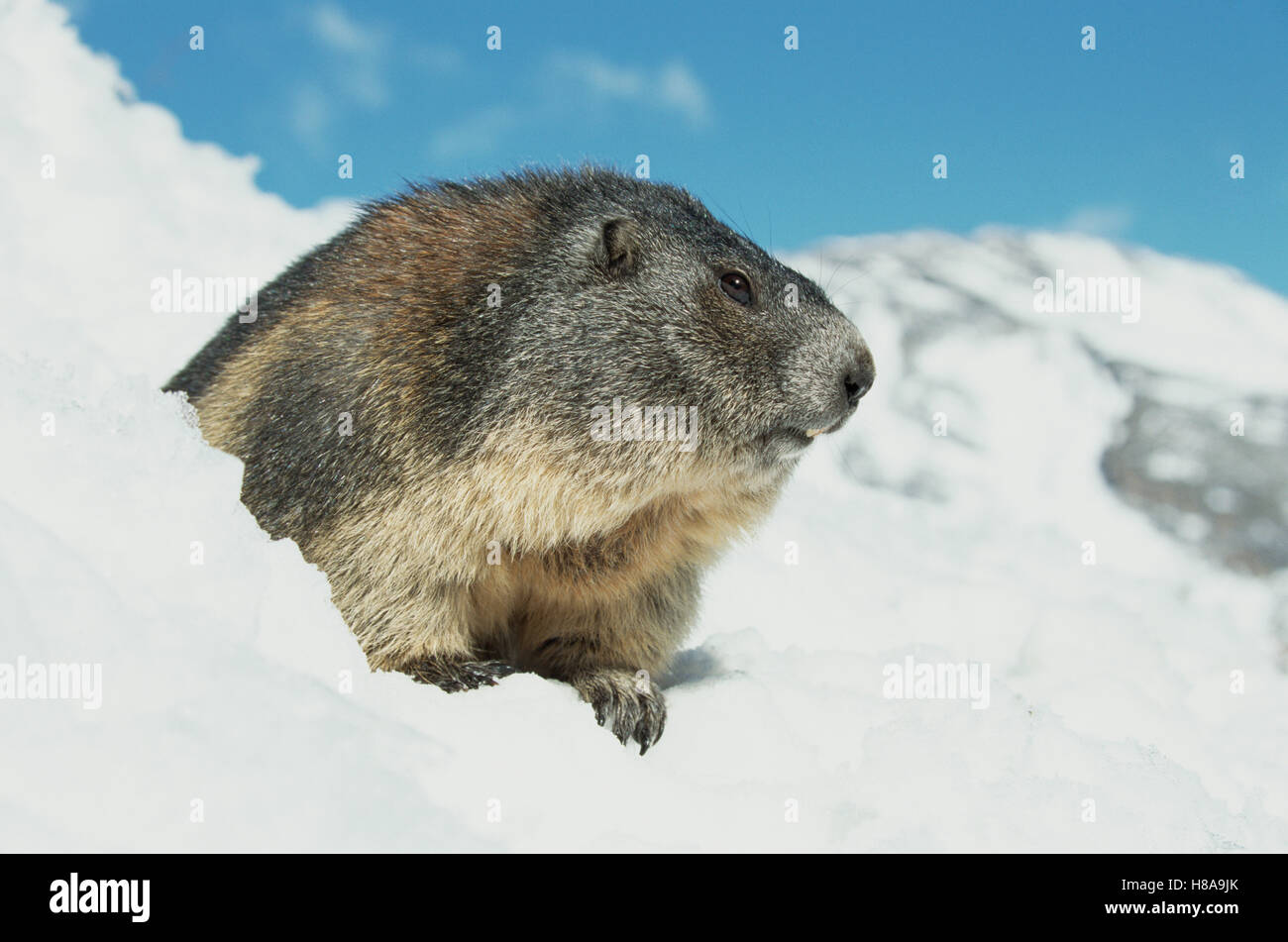 Alpine Marmot (Marmota marmota) in snow, Austria Stock Photo - Alamy