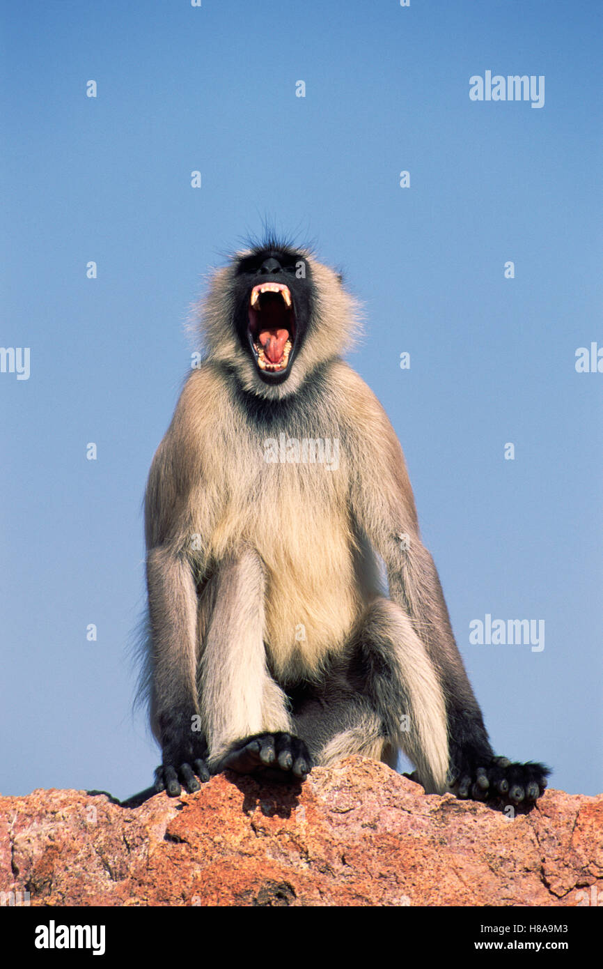 Hanuman Langur (Semnopithecus entellus) calling, Jodhpur, India Stock ...