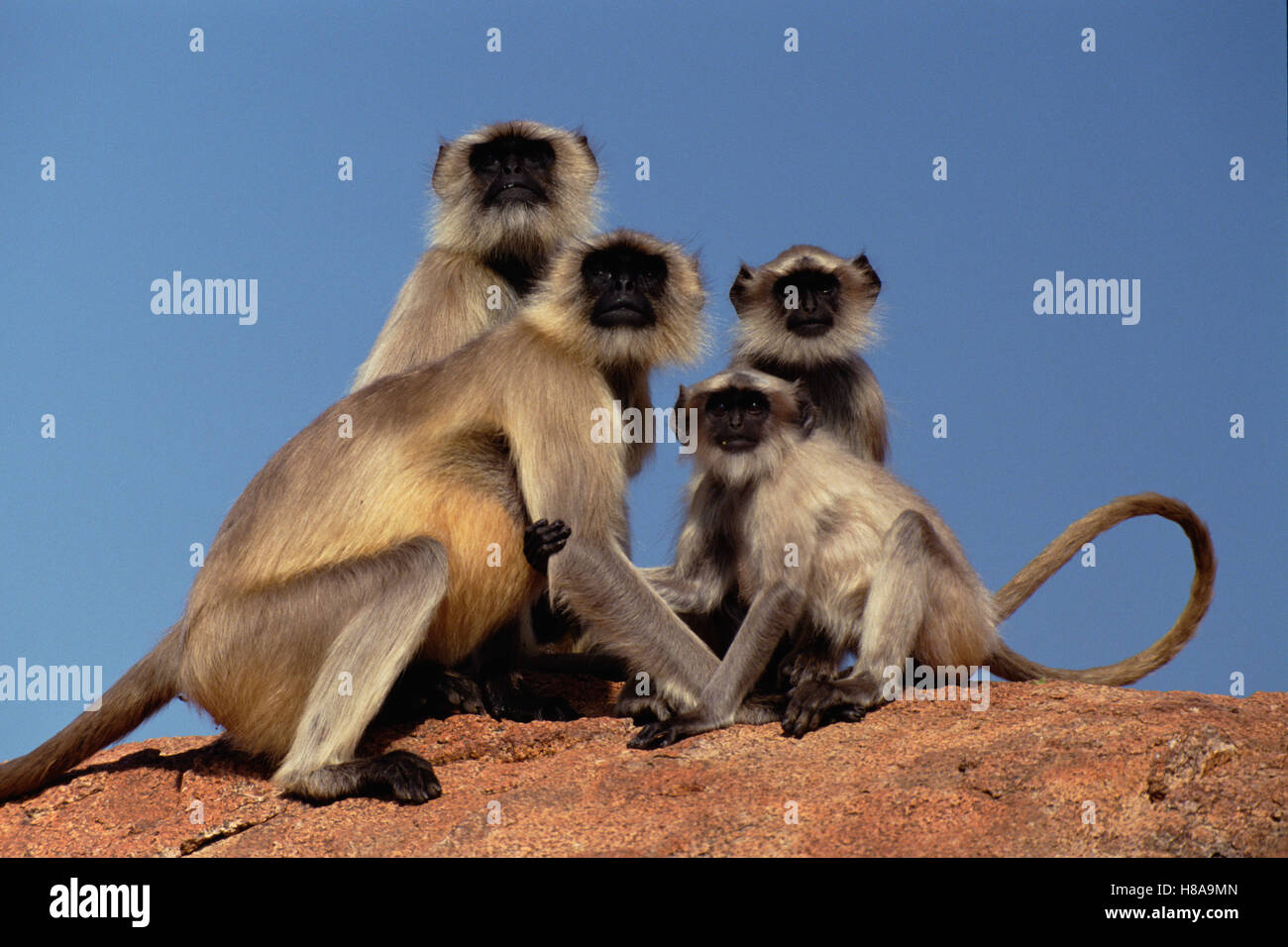 Hanuman Langur (Semnopithecus entellus) group, Jodhpur, India Stock ...
