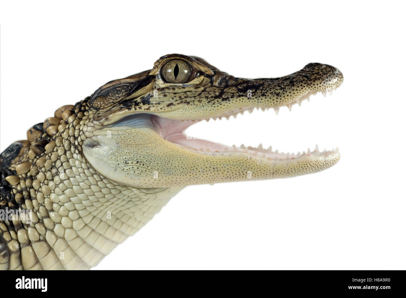 American Alligator (Alligator mississippiensis) portrait, Florida Stock ...