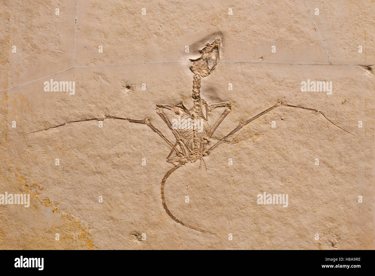Pterosaurian (Rhamphorhynchus longicaudus) fossil, about 150 million ...