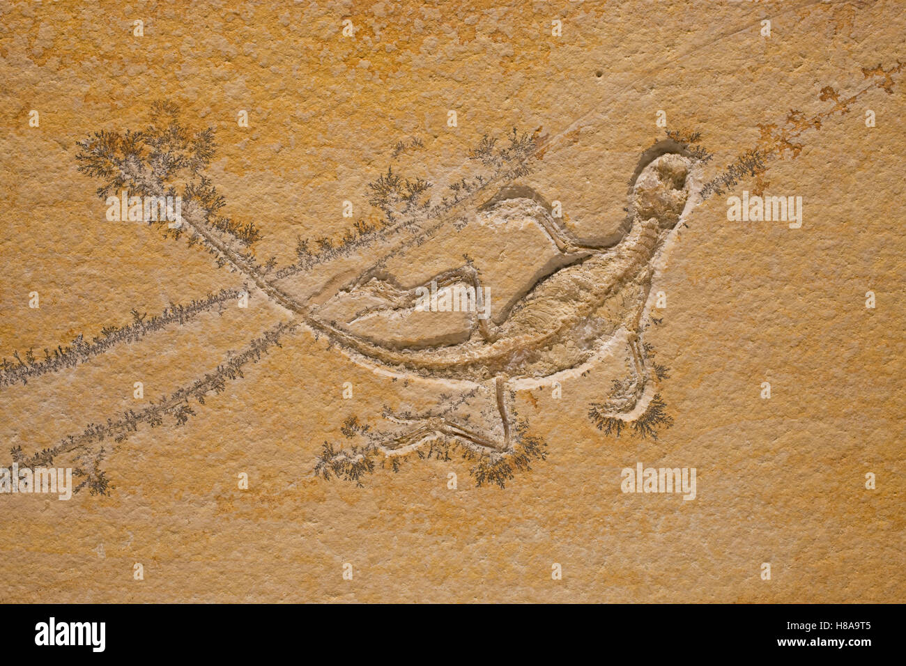 Lizard (Homoeosaurus maximiliani) fossil, about 150 million years old ...