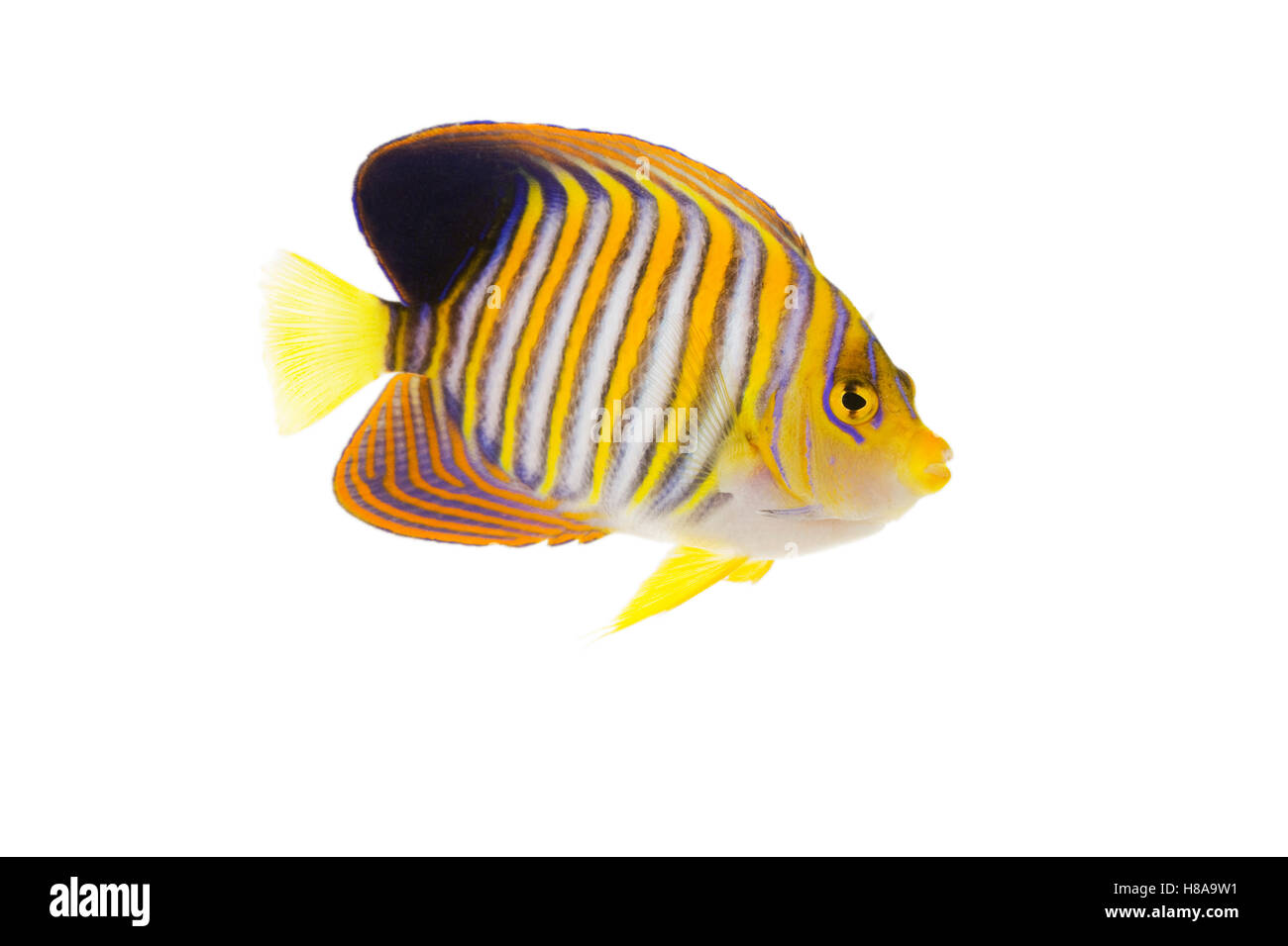 Royal Angelfish (Pygoplites diacanthus), Philippines Stock Photo - Alamy