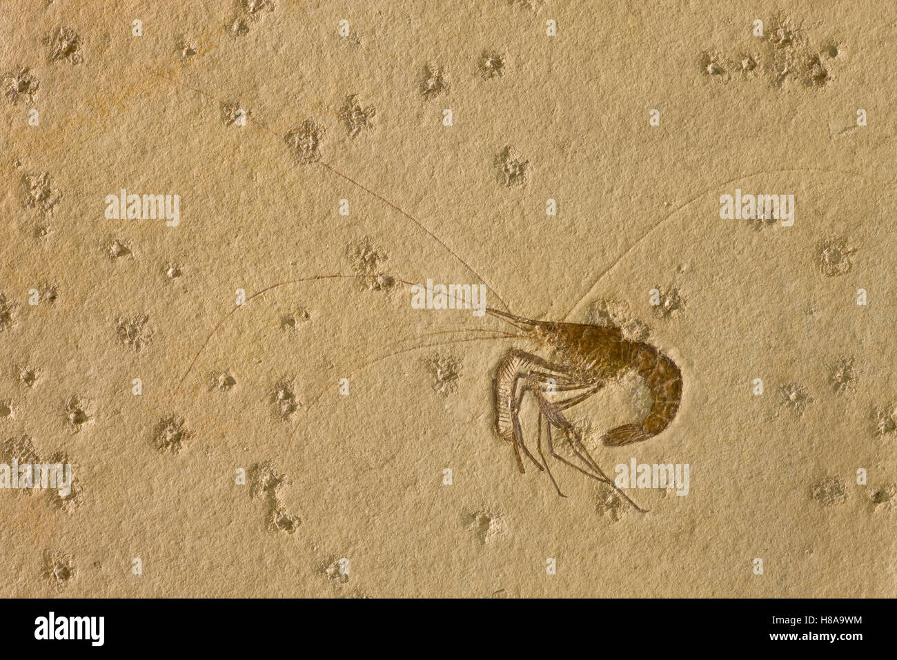 Crustacean (Aeger spinipes) fossil, about 150 million years old ...