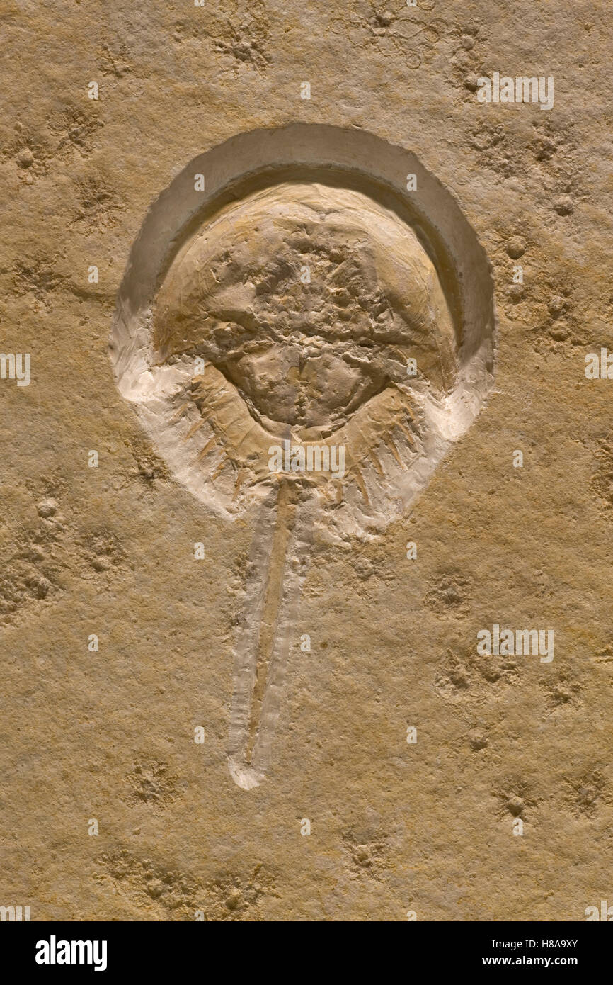 Horseshoe Crab (Mesolimulus walchi) fossil, about 150 million years old ...