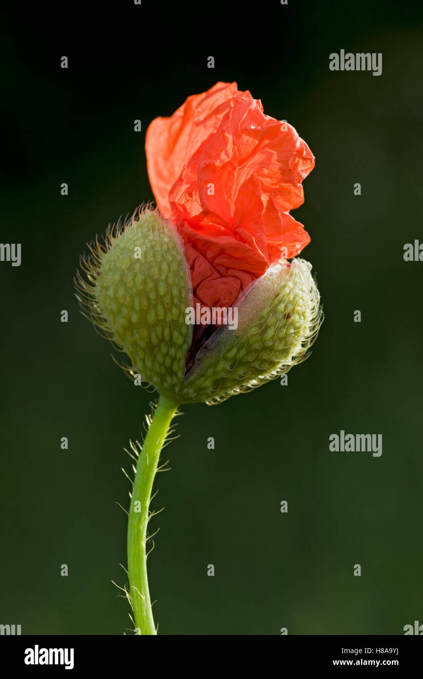 Red Poppy (Papaver rhoeas) flowering, Germany, sequence 2 of 2 Stock ...
