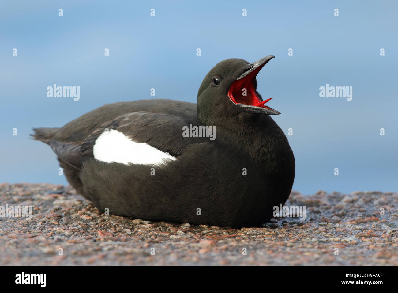 Black Guillemot or Tystie, Cepphus grylle at Oban Harbour, Scotland ...