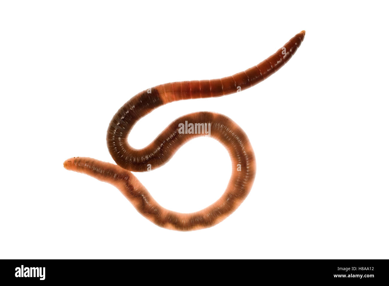 Common Earthworm (Lumbricus terrestris), Germany Stock Photo - Alamy