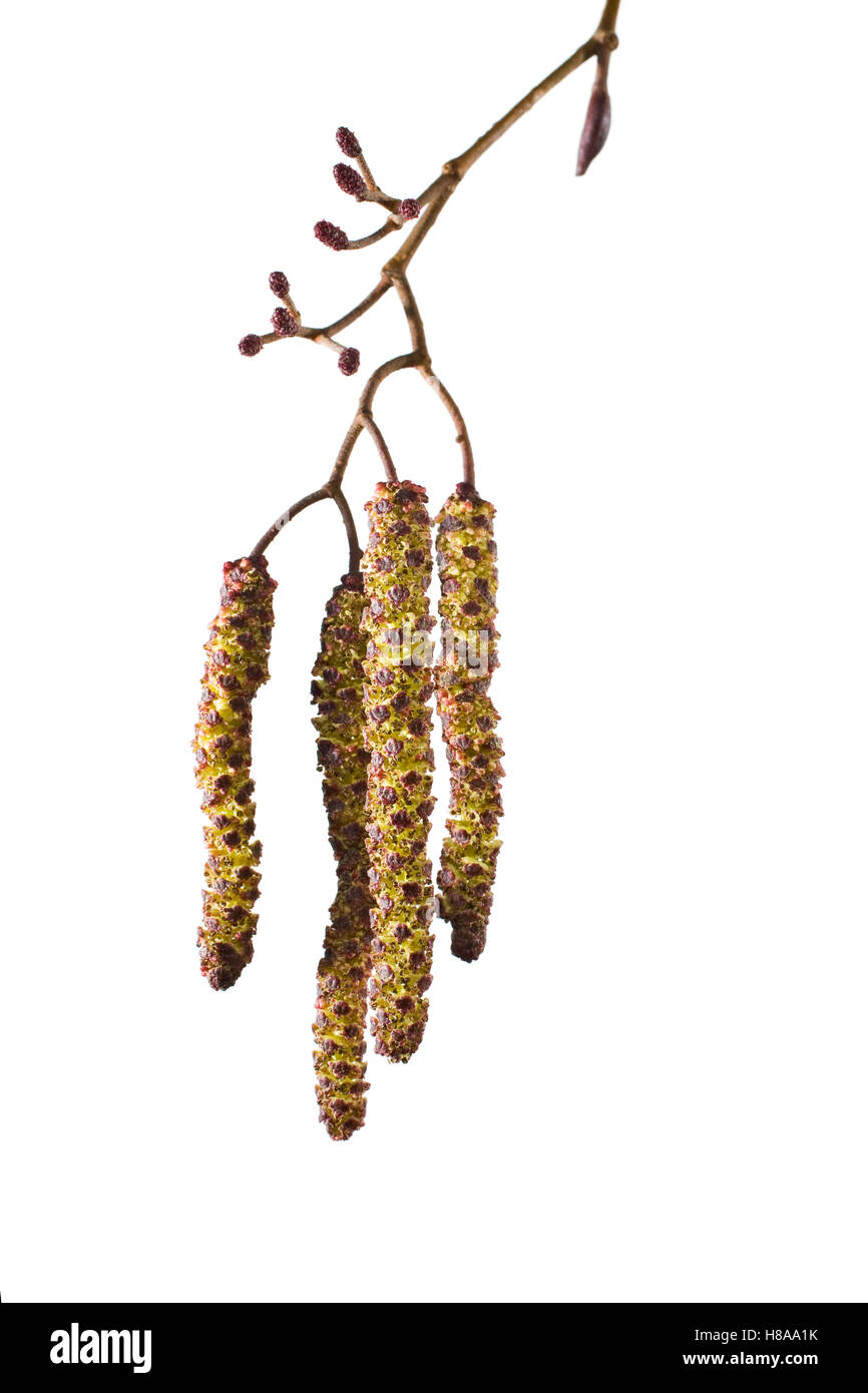 European Alder (Alnus glutinosa) catkins, Europe Stock Photo - Alamy