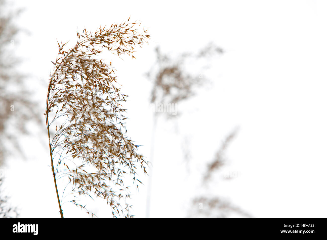 Common Reed (Phragmites australis) showing seeds, Germany Stock Photo ...