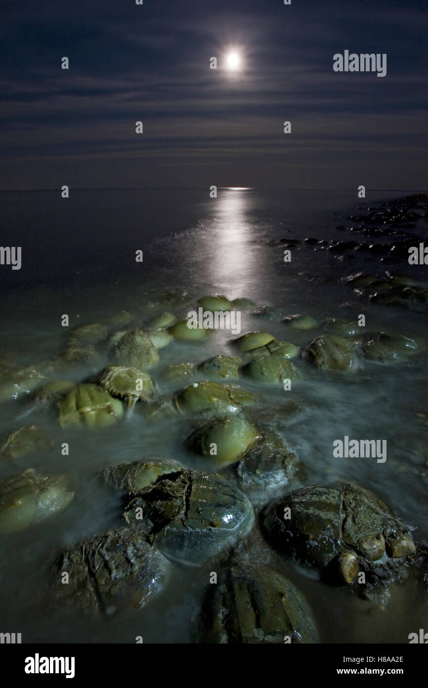 Horseshoe Crab (Limulus polyphemus) mass spawning at full moon ...