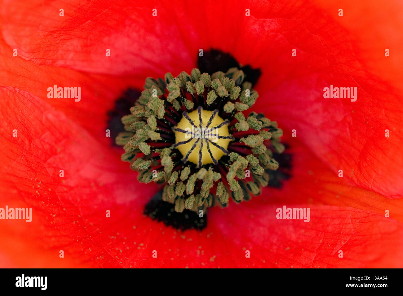 Red Poppy (Papaver rhoeas) flower showing pistil and stamens, Germany ...