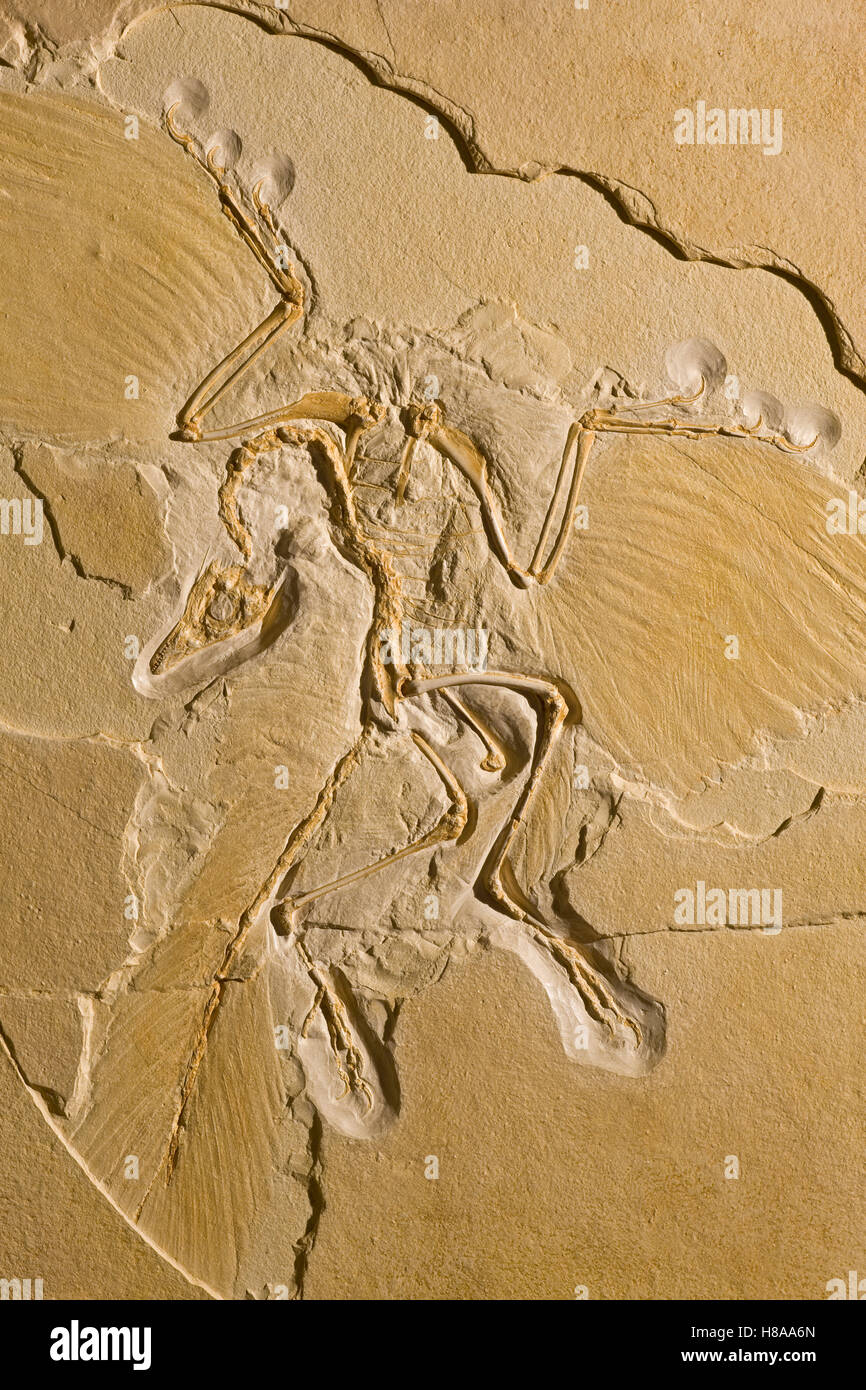 Archaeopteryx (Archaeopteryx lithographica) bird fossil, 150 million ... Archaeopteryx (Archaeopteryx lithographica) bird fossil, 150 million ...